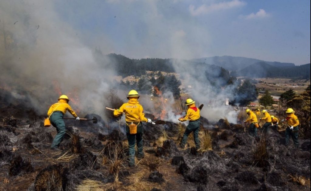 Quemas Agrícolas Principal Causa De Incendios Forestales En Veracruz